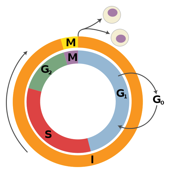 Cellular Division Mitosis And Meiosis Video Fact Sheet Cellular Division Mitosis And Meiosis Video Fact Sheet