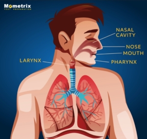 An In-depth Exploration of the Respiratory System (Video)