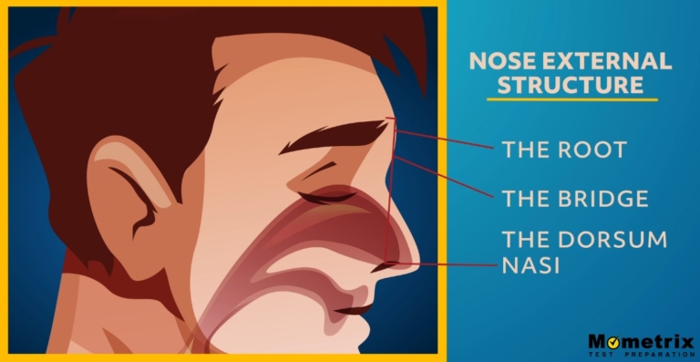 An In-depth Exploration of the Respiratory System (Video)