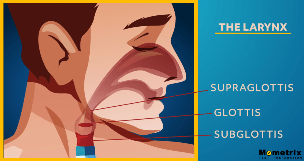 An In-depth Exploration of the Respiratory System (Video)