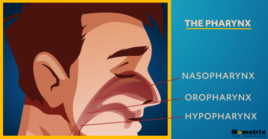 What Is Pharynx 25 Amazing Facts About Pharynx Parts