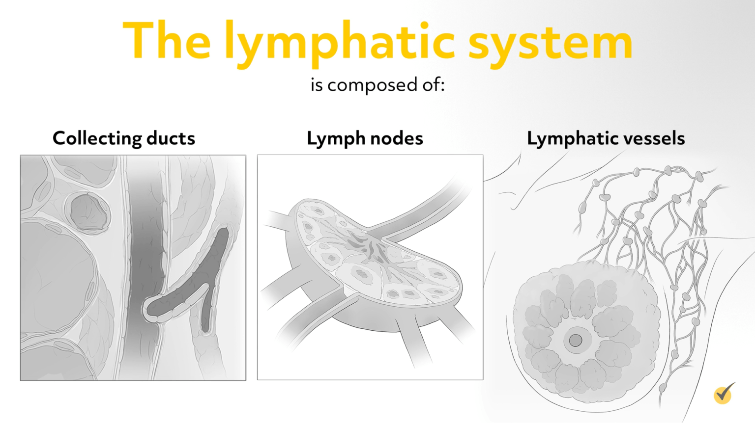 What is Lymphoma? - Patient Care Review (Video)