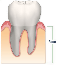 Anatomical and Clinical Parts of Teeth (Video)