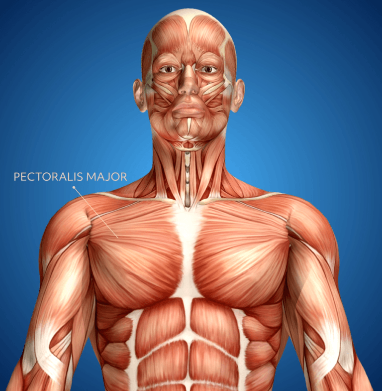 What is Muscular System (Video)
