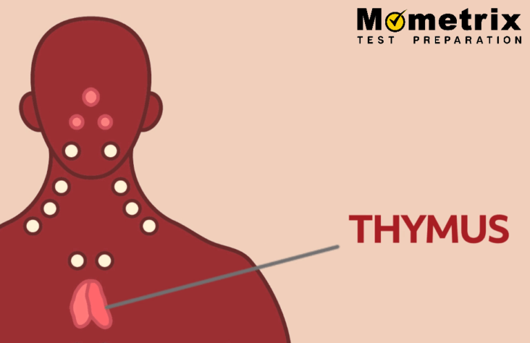 What is the Immune System (Video)