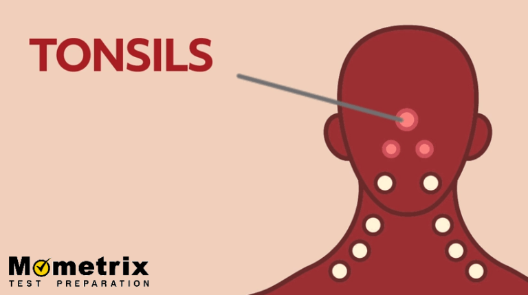 What is the Immune System (Video)