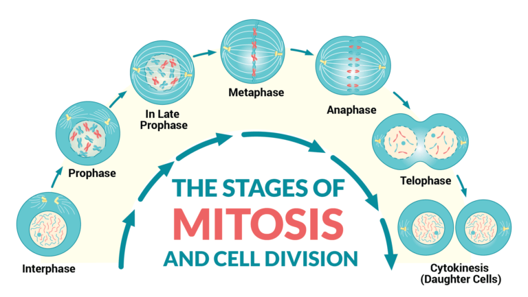 Stages of Mitosis - Biology Review (Video & FAQ) Stages of Mitosis - Biology Review (Video & FAQ)