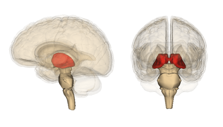 Function of the Nervous System (Review Video)