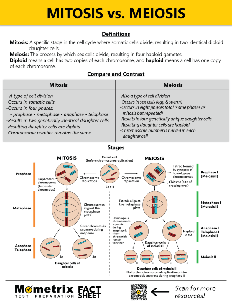Cellular Division: Mitosis and Meiosis (Video & Fact Sheet)