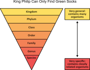 Systems of Biological Classification (Video) Domains to Species