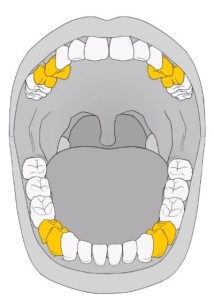 Anatomical and Clinical Parts of Teeth (Review Video)