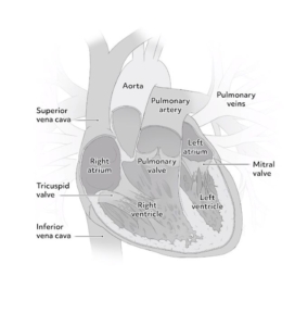 Understanding Blood Pressure: Systolic vs. Diastolic (Video)