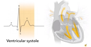 Understanding Blood Pressure: Systolic vs. Diastolic (Video)