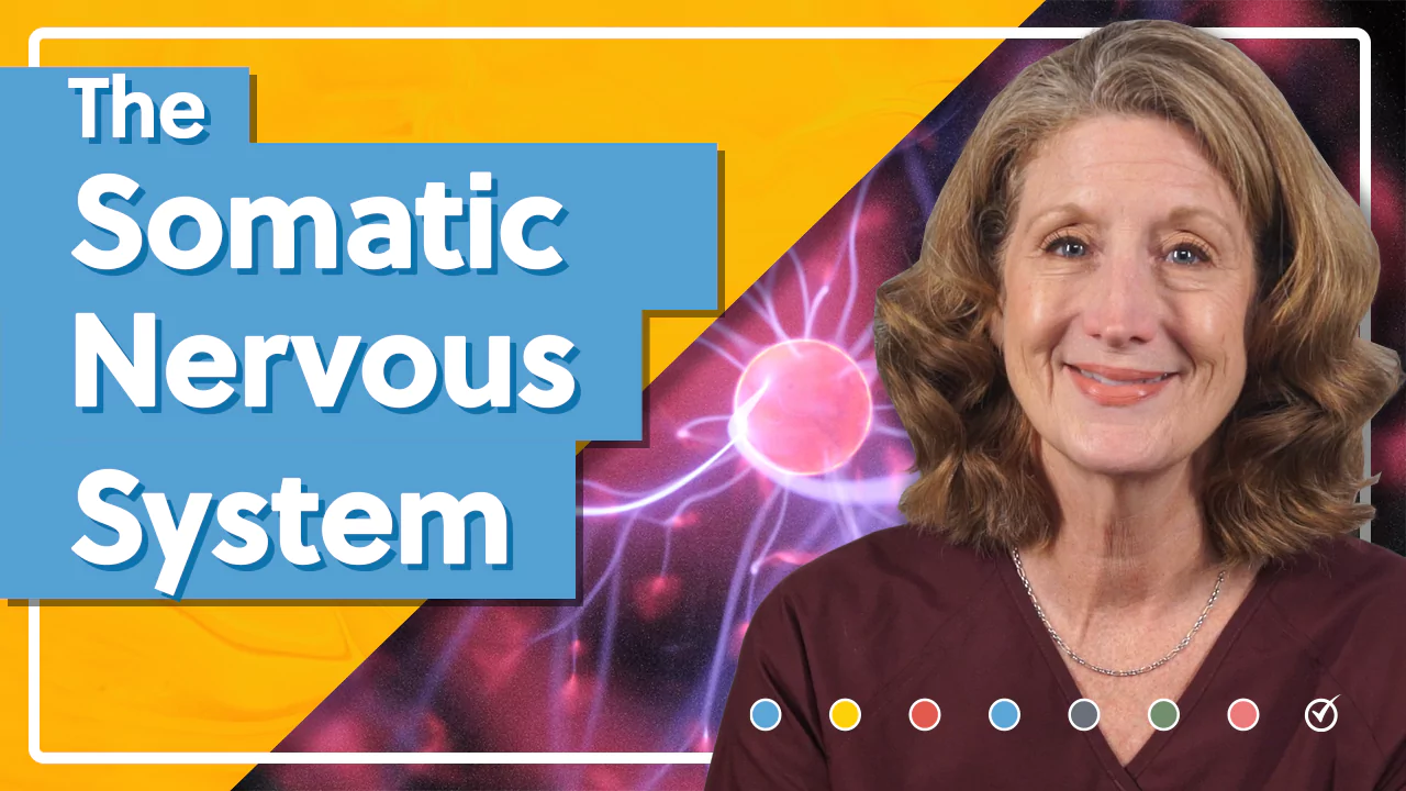 The Somatic Nervous System (Video)
